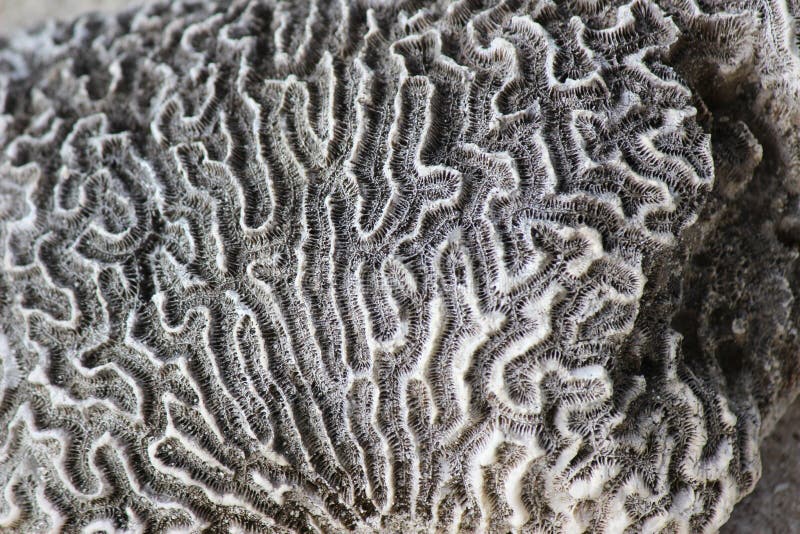 Biomorph Shapes, Structures and Patterns Stock Photo - Image of system ...