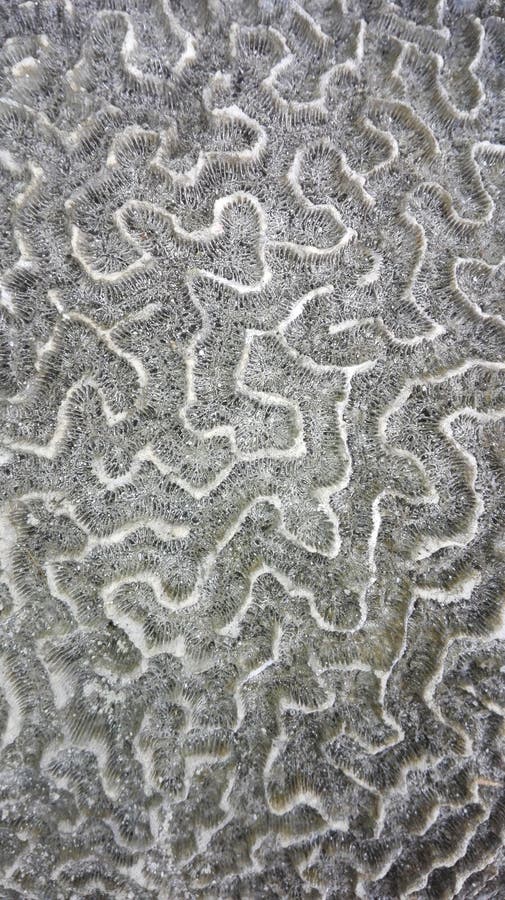 Biomorph Shapes, Structures and Patterns Stock Photo - Image of logo ...