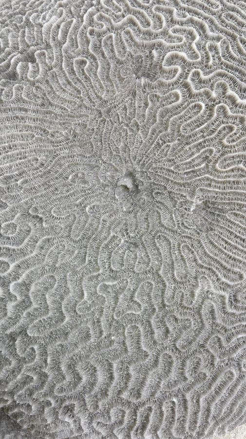 Biomorph Shapes, Structures and Patterns Stock Photo - Image of line ...