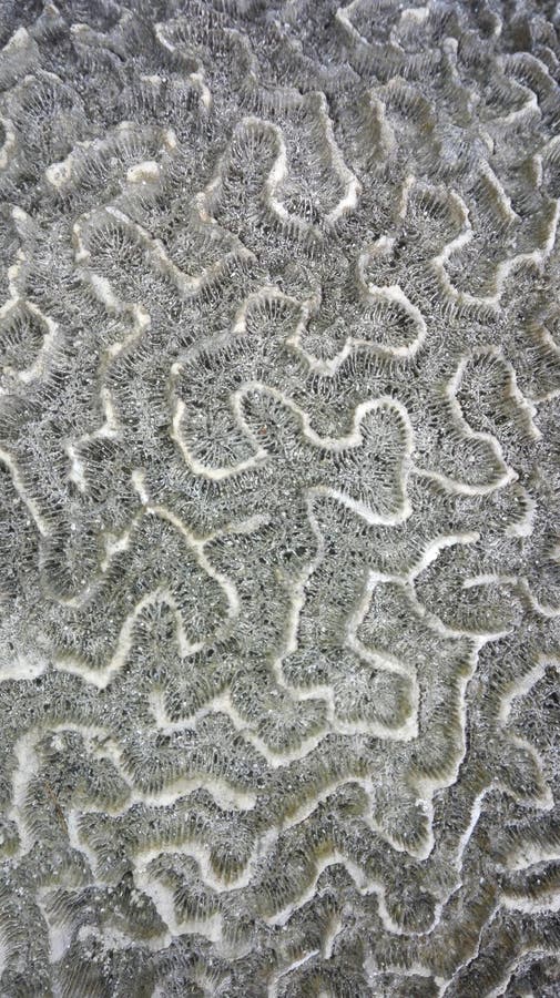 Biomorph Shapes, Structures and Patterns Stock Photo - Image of ...