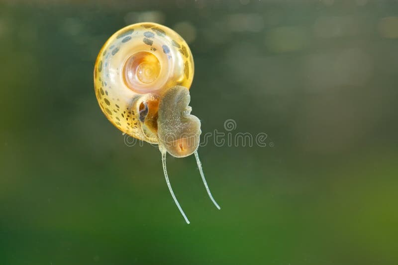 Biomphalaria Snail (Biomphalaria Sp.) Stock Image - Image of fresh ...
