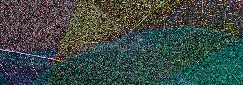 Biophilic Organic Design Banner. Elements of Nature Authentic ...