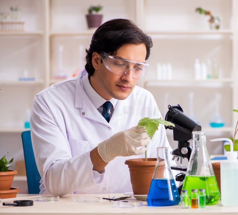 Biotechnology Chemist Working in Lab Stock Image - Image of leaves ...