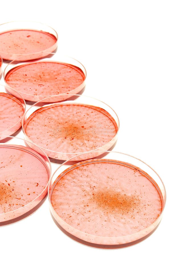 Laboratory Petri Dishes in Science Research Lab Stock Image - Image of ...
