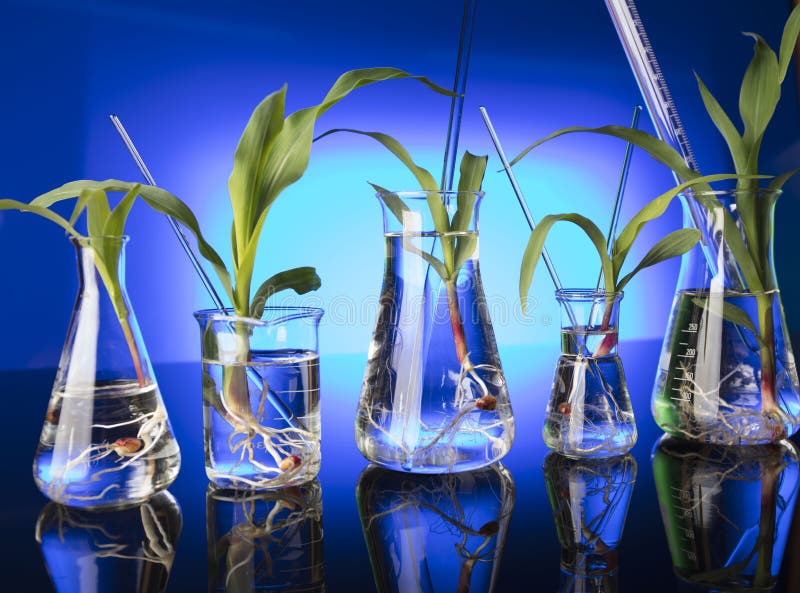 Biotechnology and Floral Science Theme. Stock Image - Image of floral ...