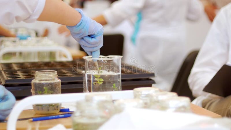 Biotechnology and Genetic Engineering - a Woman Labor Working with ...