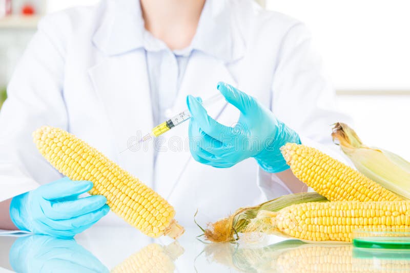 Biotechnology Lab To Develop Genetic Modification Food Stock Image ...