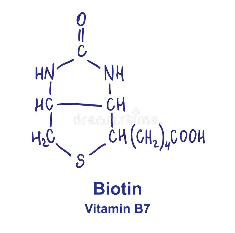 Biotin Chemical Structure. Vector Illustration Hand Drawn. Stock Vector ...