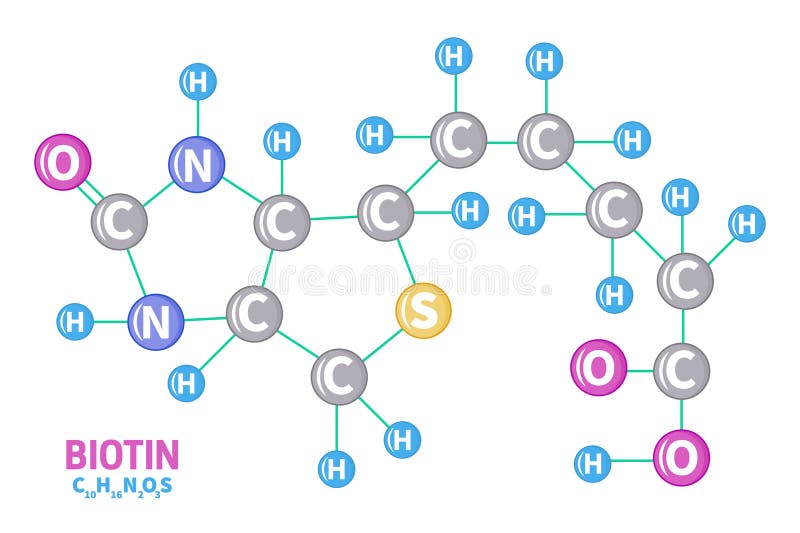 Biotin Vitamin B7 Molecule Structure Formula Illustration Stock Vector ...