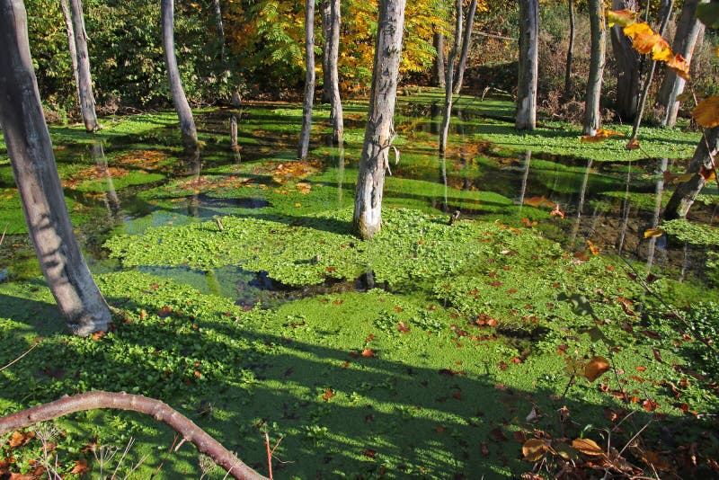 Biotope stock photo. Image of mirroring, recreation, outdoors - 80223472