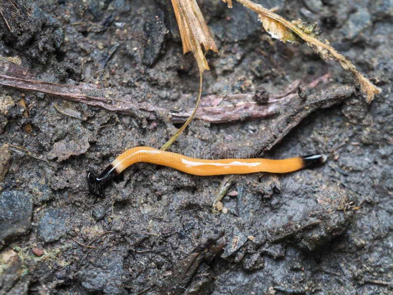Bipalium Kewense Que Se Arrastra En La Tierra Imagen de archivo ...