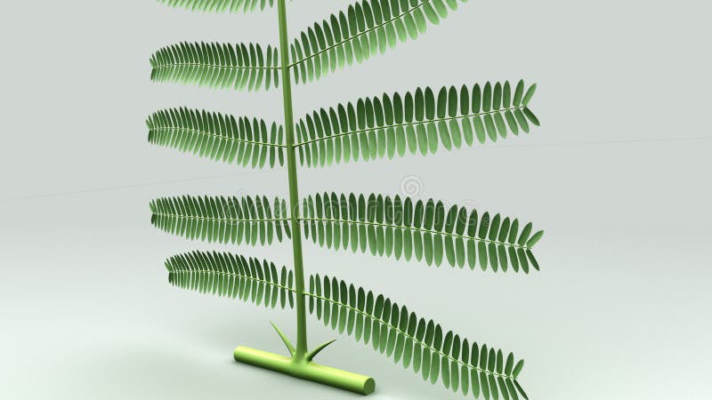 Bipinnate stock illustration. Illustration of environment - 47855958