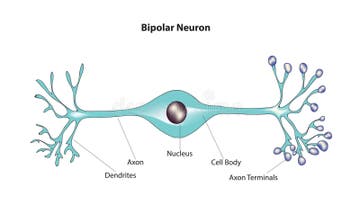 Bipolar neuron stock vector. Illustration of human, diagram - 320651323