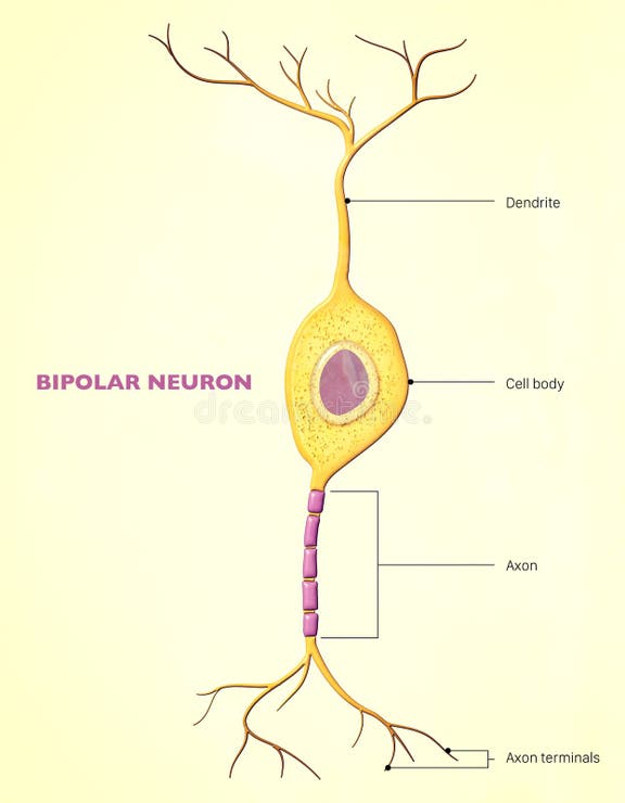 A Bipolar Neuron, or Bipolar Cell, is a Type of Neuron that Has Two ... A Bipolar Neuron, or Bipolar Cell, is a Type of Neuron that Has Two ...