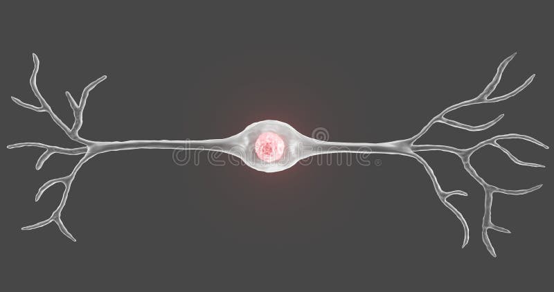 Bipolar neuron cell stock vector. Illustration of medical - 131419771