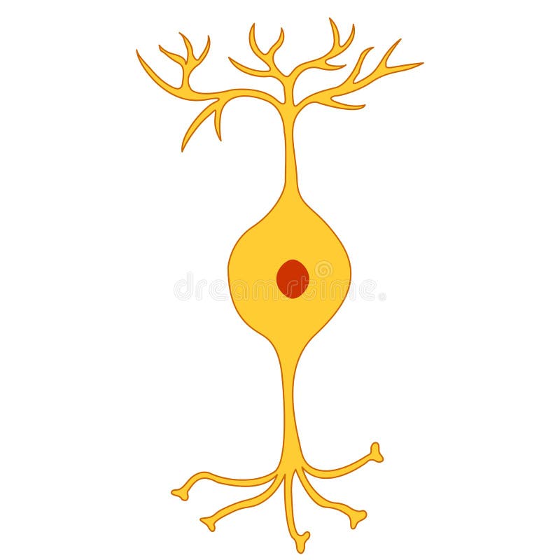 Bipolar Neuron, Nerve Cell Neuron Stock Vector - Illustration of ... Bipolar Neuron, Nerve Cell Neuron Stock Vector - Illustration of ...