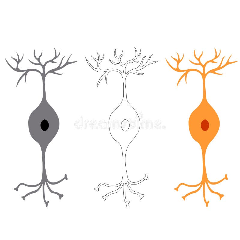 Bipolar Neuron, Nerve Cells Neurons Stock Vector - Illustration of ...