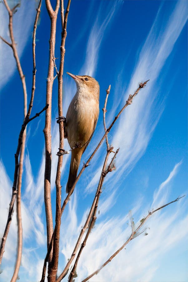 Bir on Blue Sky stock image. Image of outdoors, tropical - 22138005