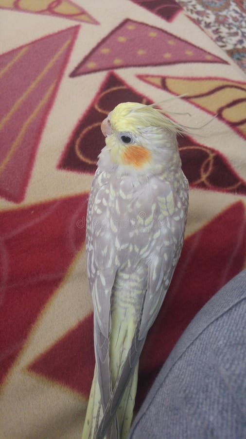 Birb cockatiel stock photo. Image of animal, birb, cute - 154307540
