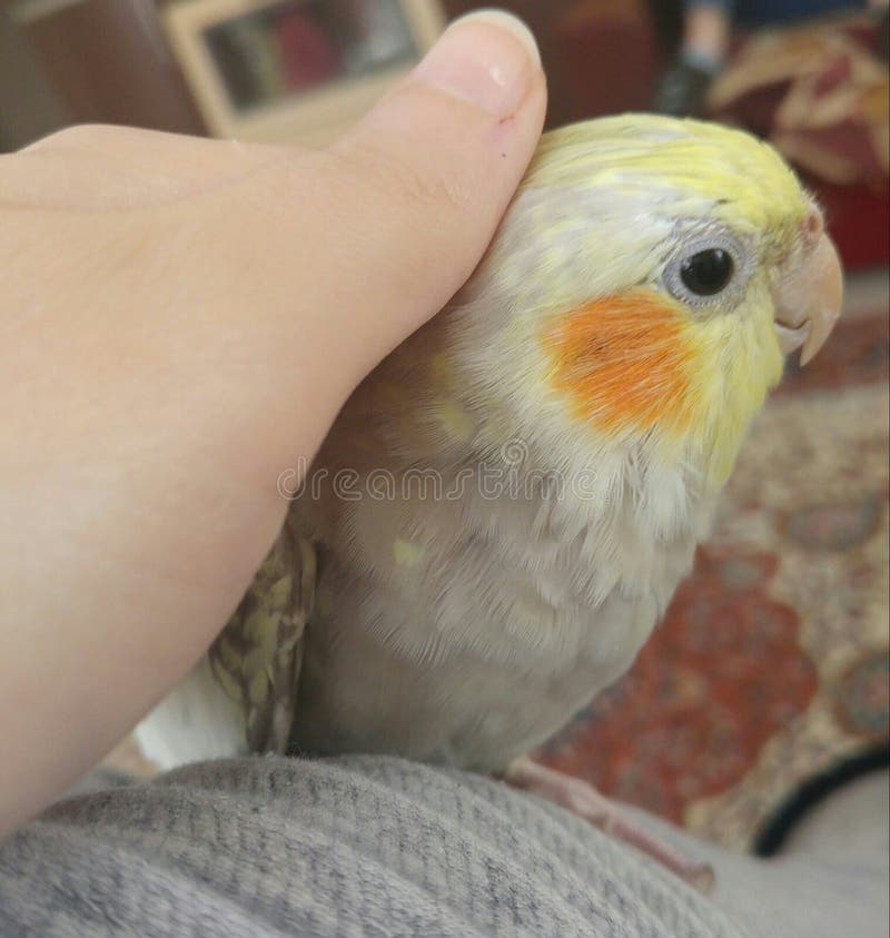 Birb cockatiel stock photo. Image of animal, birb, cute - 154307540