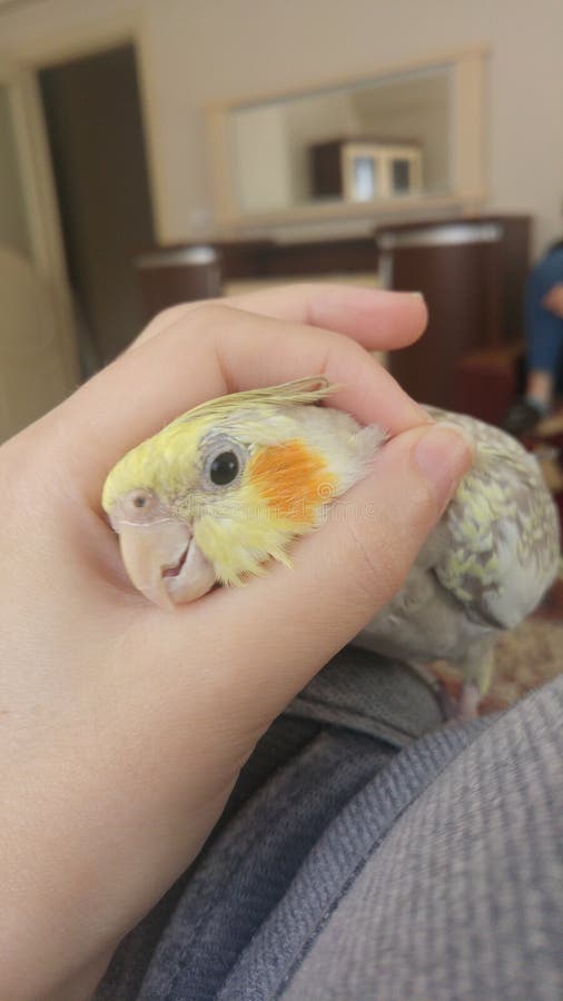 Birb cockatiel stock photo. Image of birb, cute, cockatiel - 154307622