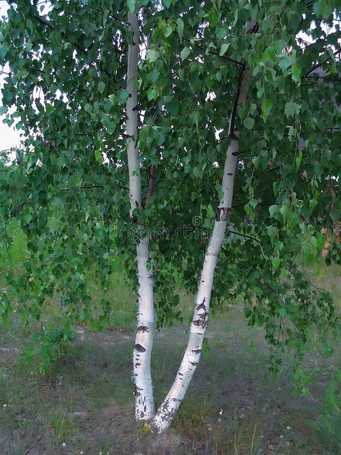 Birch Picture. Image: 1113486