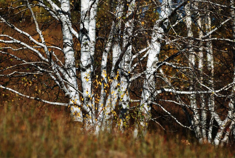 Birch stock image. Image of environment, landscape, grasslands - 12398515