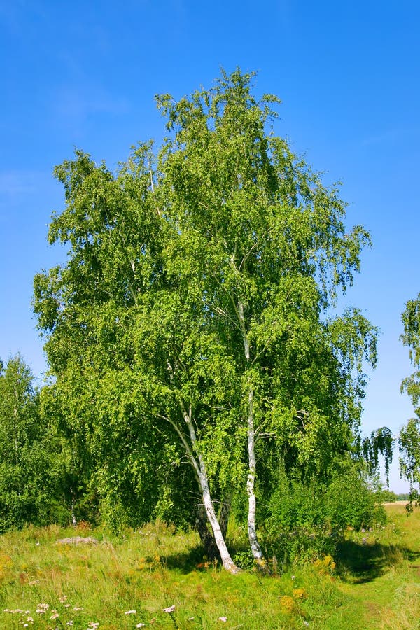 Russian Birch Tree Standing Alone Stock Image - Image of scenics ...