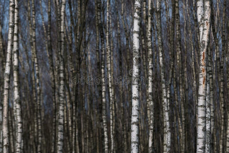 BIRCH TREES stock photo. Image of stick, thicket, land - 245454488