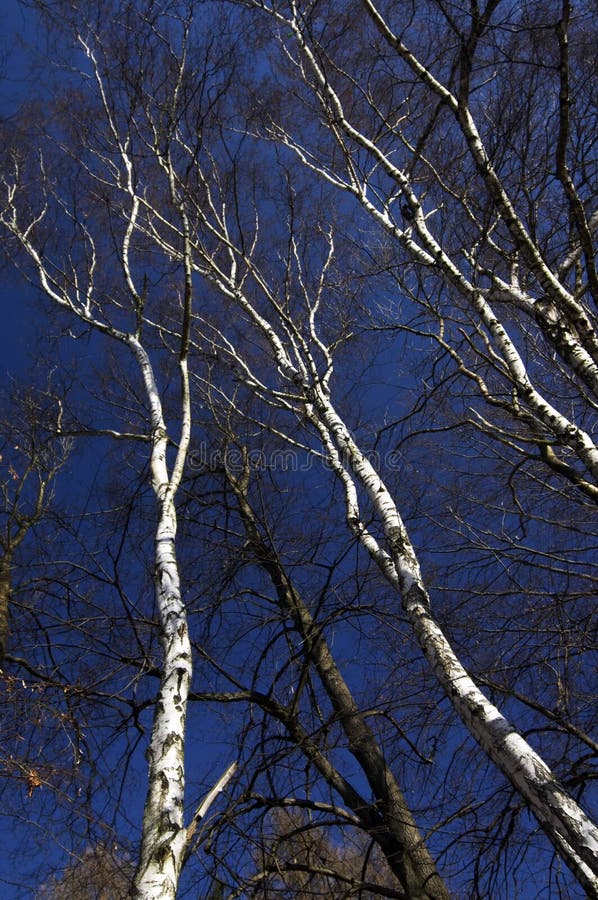 Forest Fantasy Tree stock photo. Image of magic, mystical - 12322260