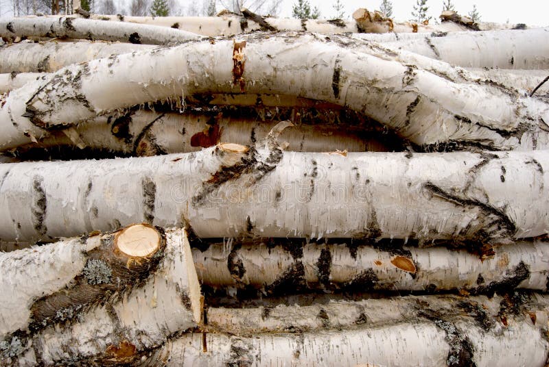 Ready Birch wood stock image. Image of material, control - 5088705