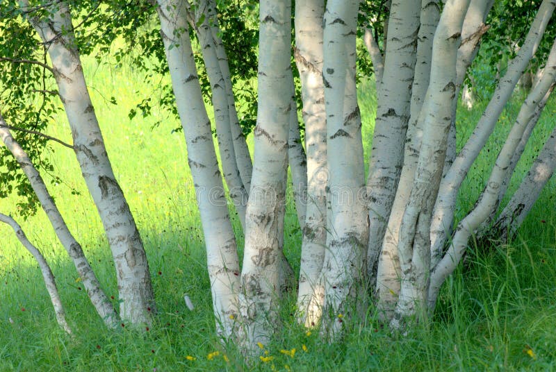 White Birch Trees stock photo. Image of tree, landscape - 14405604
