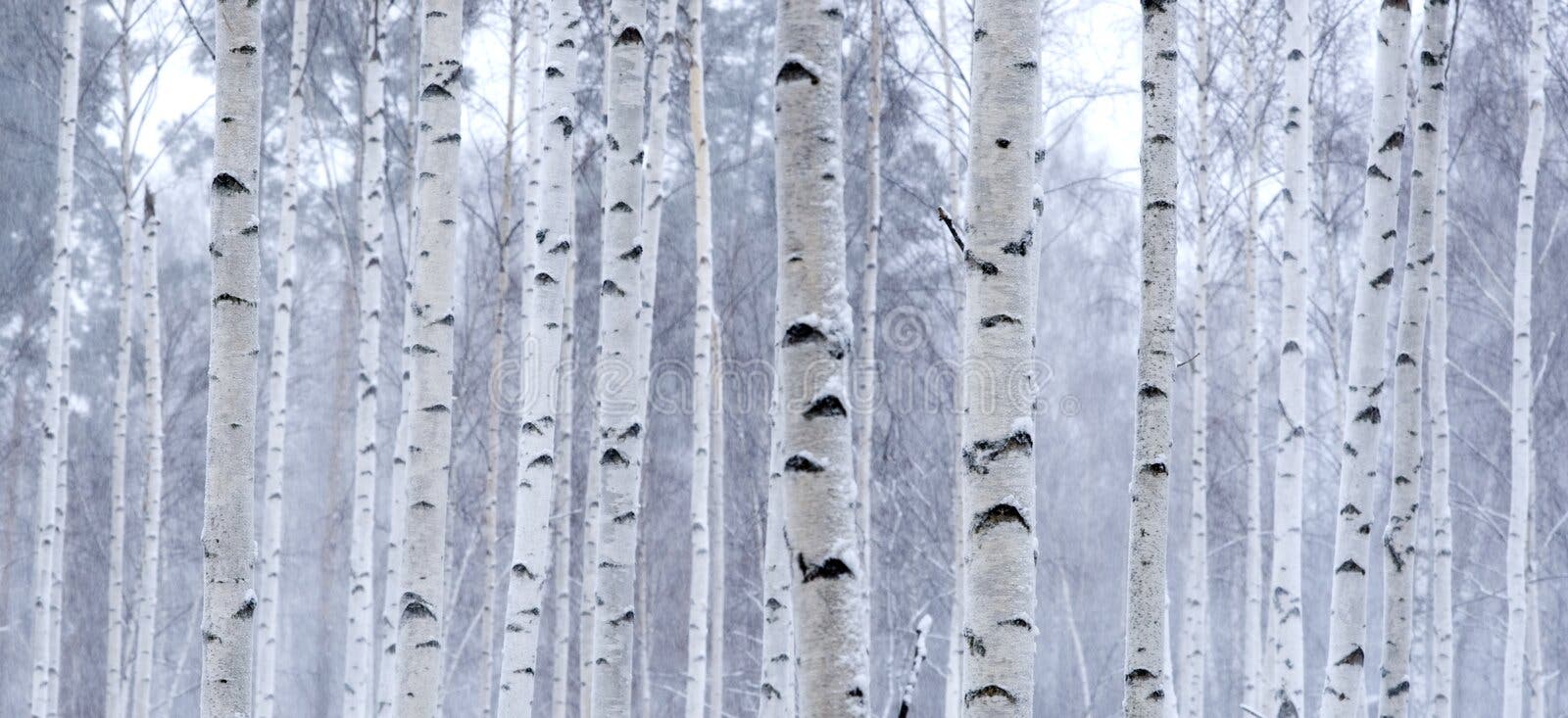 Autumn birch forest stock image. Image of birches, branches - 11603281