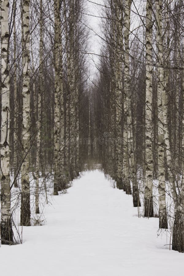 Birch aisle stock photo. Image of birch, aisle, nature - 8955876
