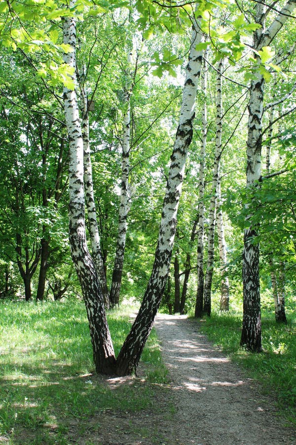 Birch alley stock image. Image of nature, forest, trees - 53658555