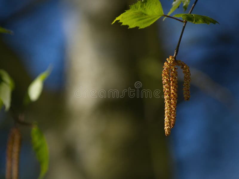 Birch with aments stock image. Image of flora, hoover - 91476807