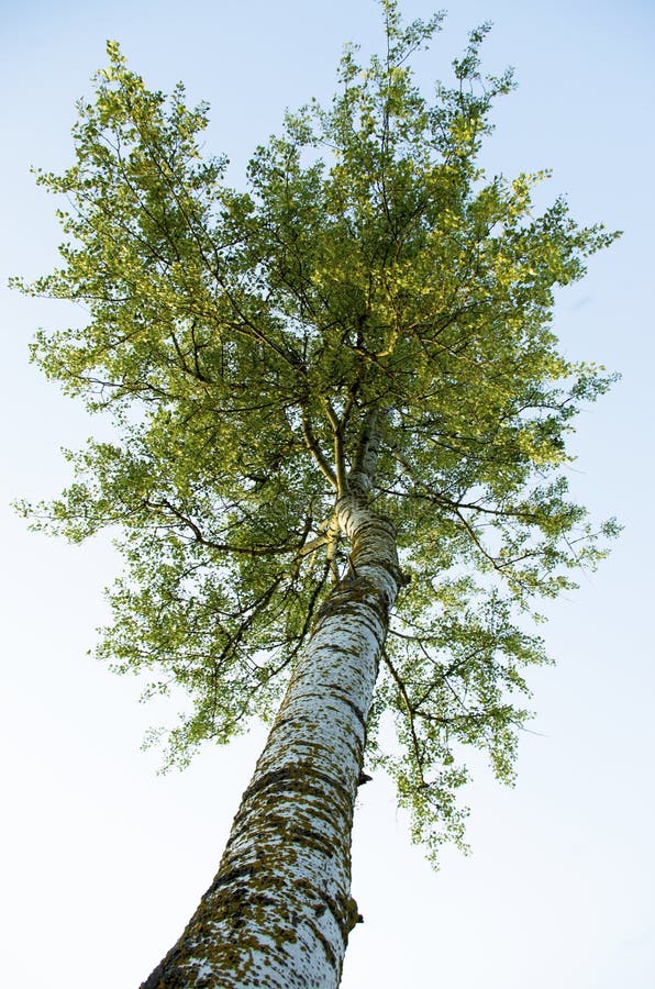 Birch apex stock image. Image of plant, twig, trunk, branch - 58858395
