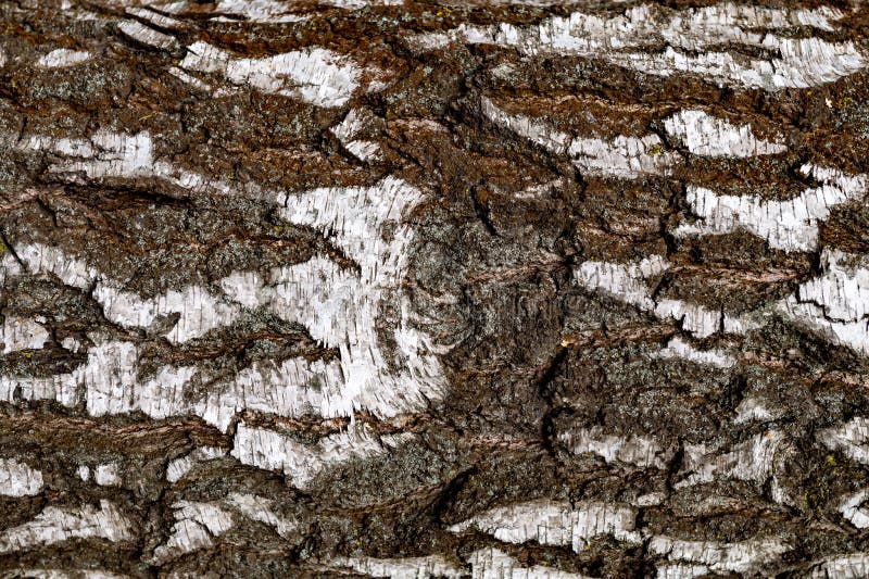 Birch As a Background Close-up. Old Birch Texture Stock Image - Image ...