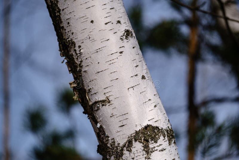 Birch and Aspen Tree Grow in Spring with First Leaves Hatching Stock ...