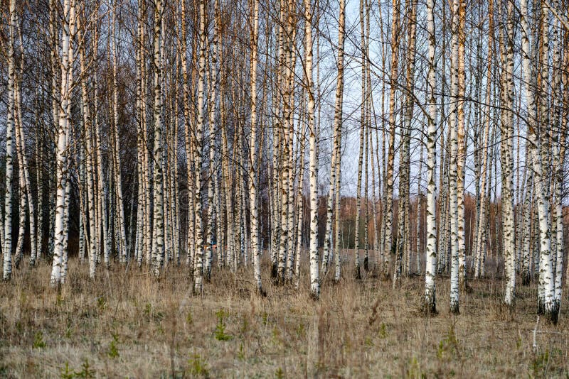 Birch and Aspen Tree Grow in Spring with First Leaves Hatching Stock ...