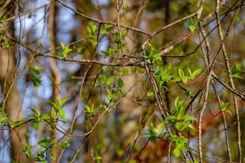 Birch and Aspen Tree Grow in Spring with First Leaves Hatching Stock ...