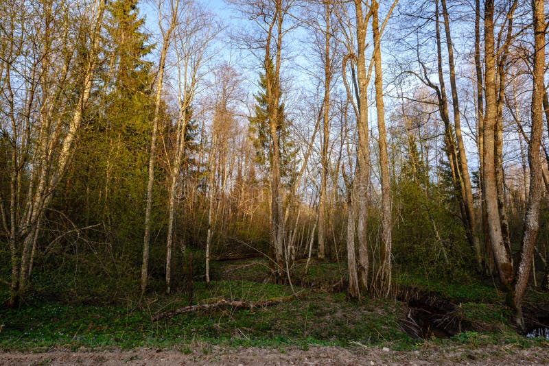 Birch and Aspen Tree Grow in Spring with First Leaves Hatching Stock ...