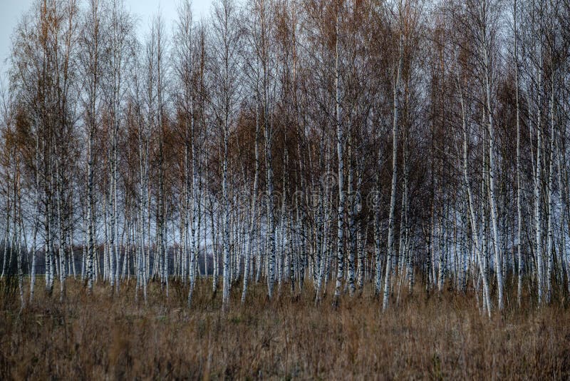 Birch and Aspen Tree Grow in Spring with First Leaves Hatching Stock ...