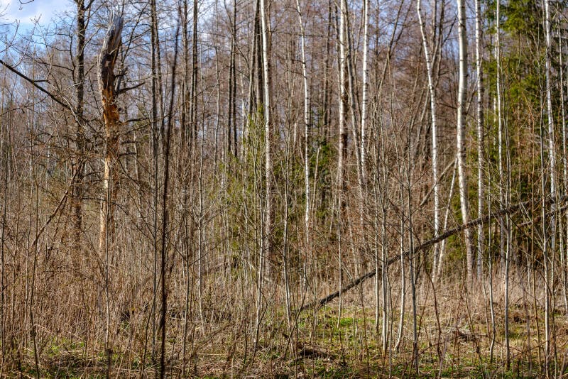 Birch and Aspen Tree Grow in Spring with First Leaves Hatching Stock ...