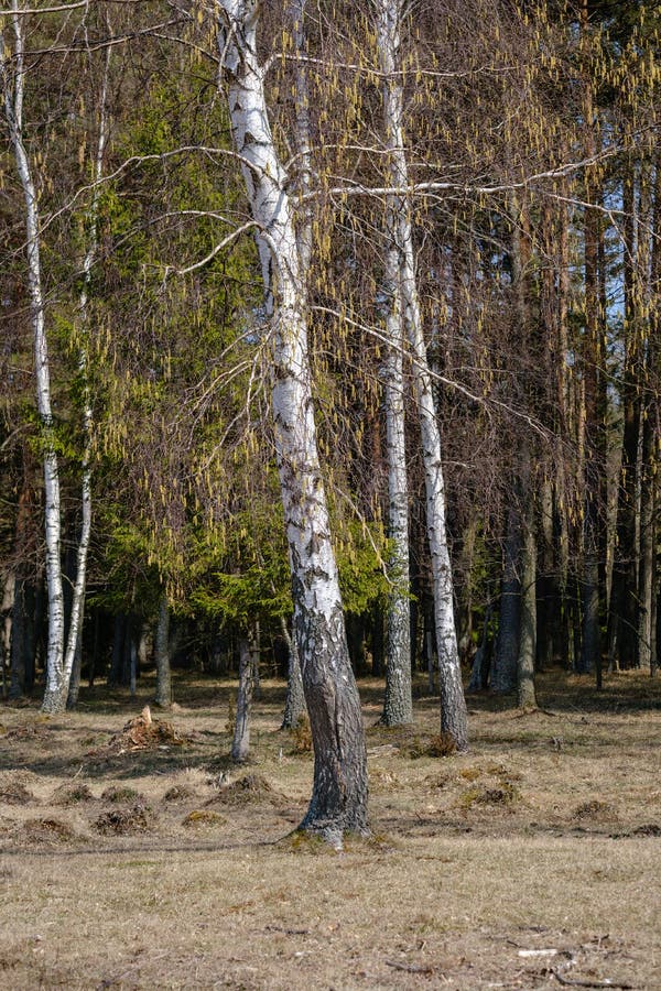 Birch and Aspen Tree Grow in Spring with First Leaves Hatching Stock ...