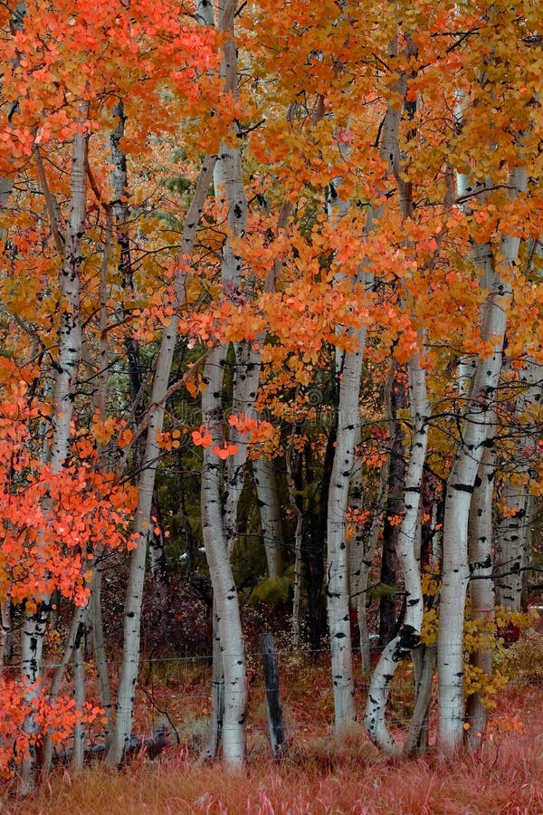 Birch in the autumn stock image. Image of plant, trees - 6672419