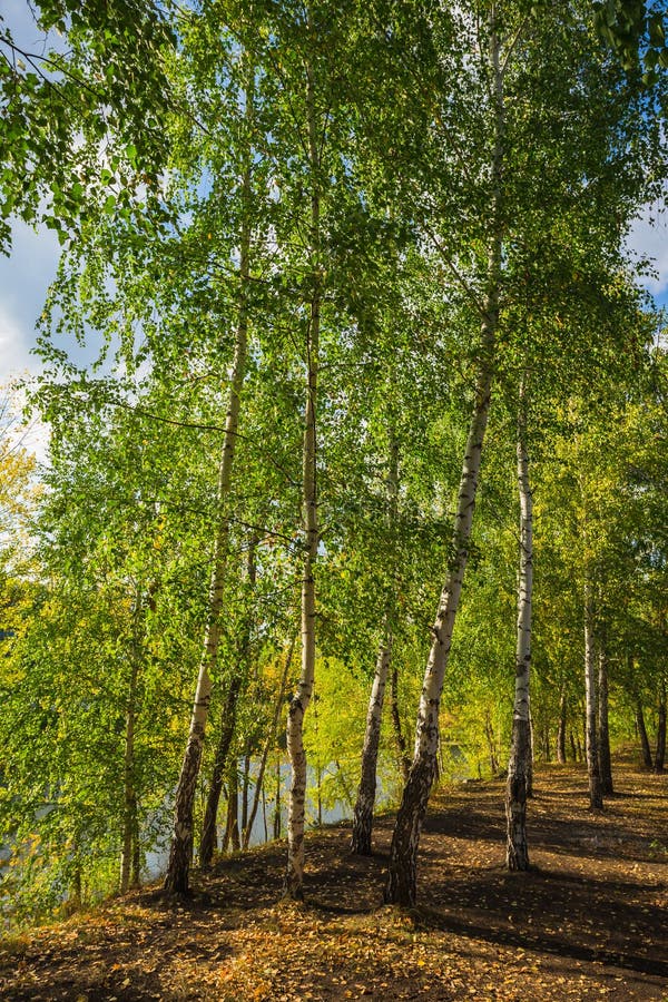 Birch in the autumn forest stock photo. Image of birch - 67834558