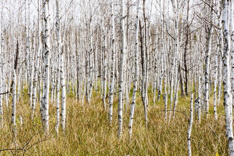 Birch background stock image. Image of color, autumn - 61920241