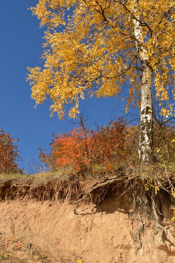 Birch roots stock image. Image of surface, thrive, hardship - 153262179