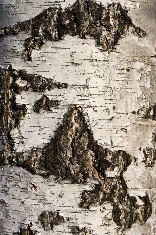 Birch bark stock image. Image of branch, trunk, texture - 11799031